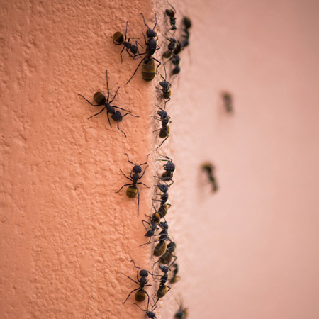 Ant Pest Control & Extermination | Pest Pros - Pest Control Services in ...