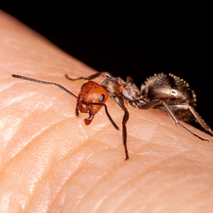 Ant Pest Control & Extermination | Pest Pros - Pest Control Services in ...