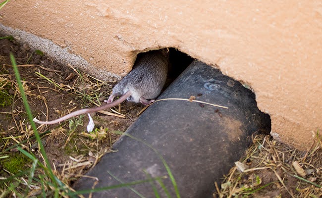 How to Get Rid of Mice in Walls & Ceilings | Pest Pros - Best Pest ...