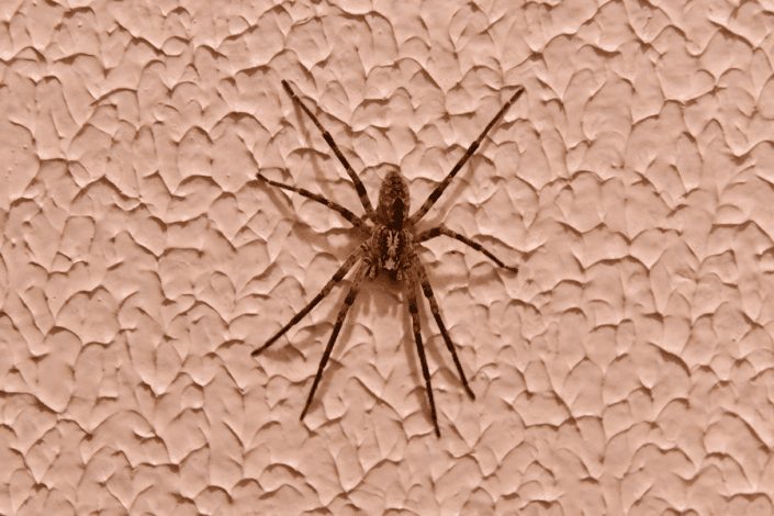 How To Get Rid Of House Spiders: Removal and Exclusion | Pest Pros
