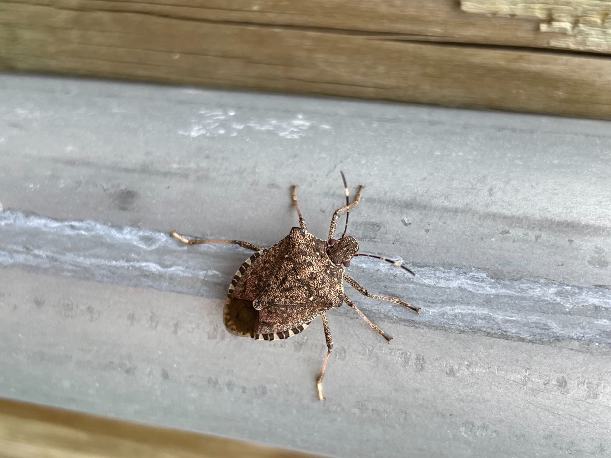 Stink Bug Infestation Services | Pest Pros