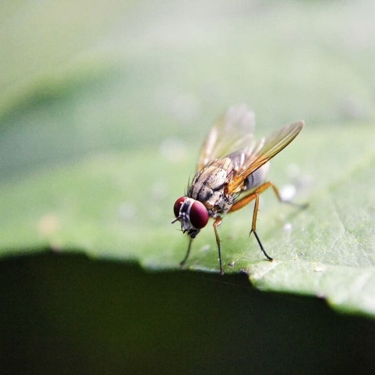 Fruit Fly Infestation Services | Pest Pros