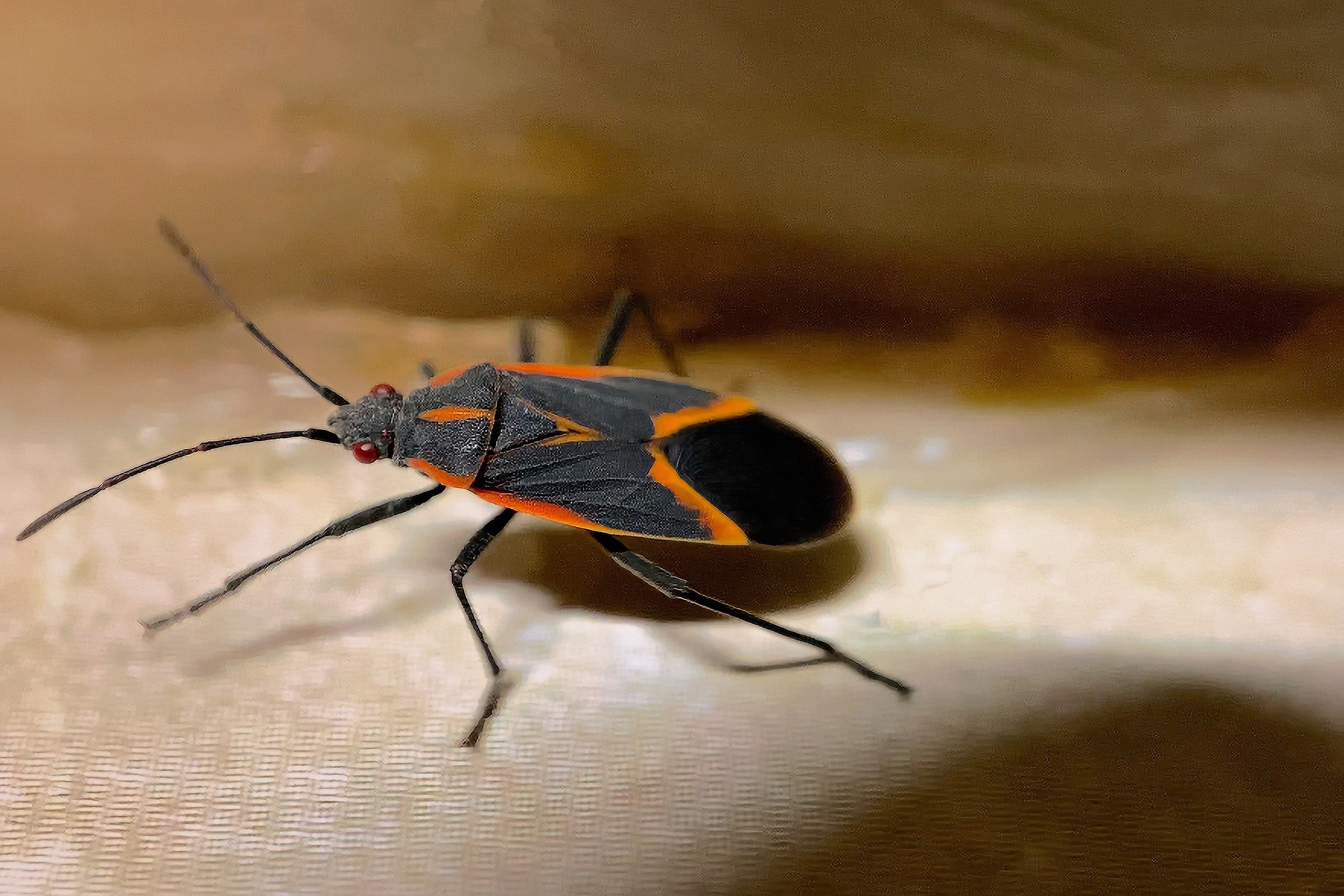 Boxelder Bug Infestation Services | Pest Pros