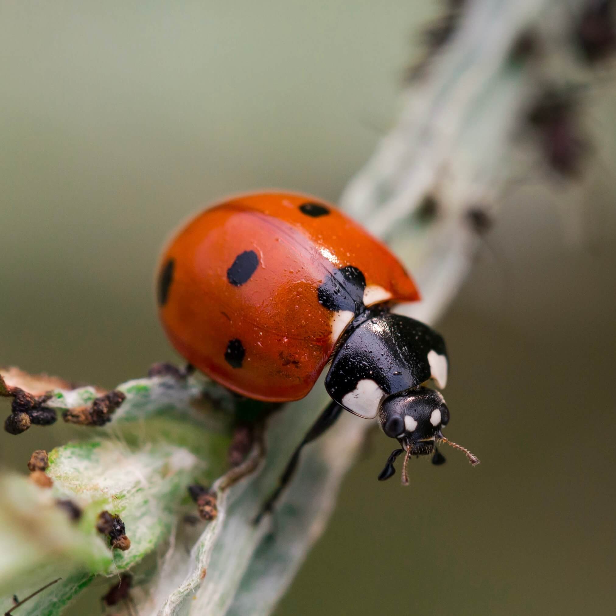 Bug Pest Control Services | Pest Pros - Pest Control Services in ...