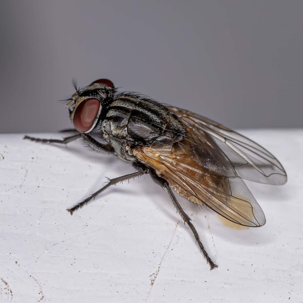 Fly Control Services | Pest Pros - Pest Control Services in Seattle ...