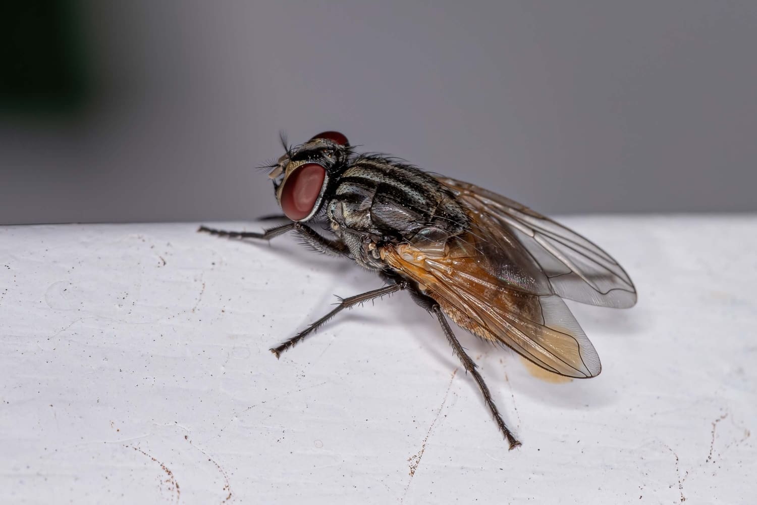 Cluster Flies Vs House Flies: How To Spot The Difference