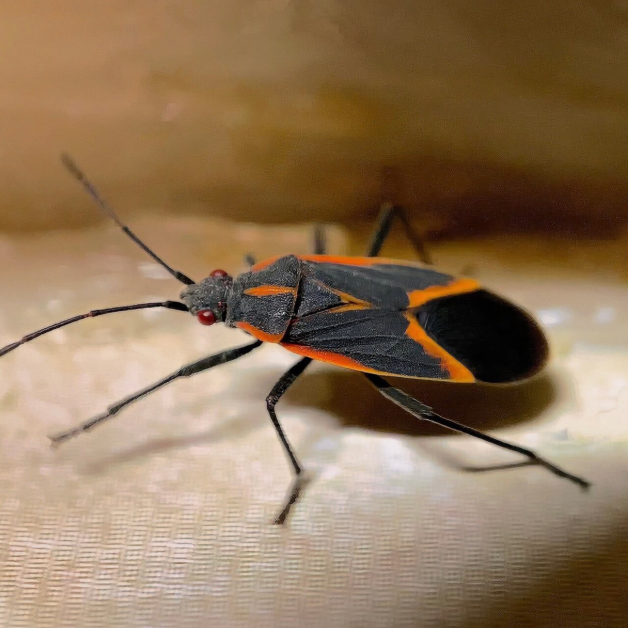 Bug Pest Control Services | Pest Pros - Pest Control Services in ...